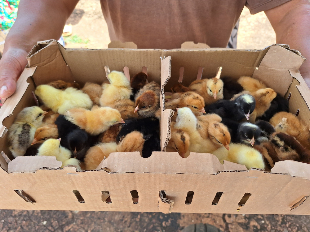 Chicks on a plane: Special cargo supports outreach | MAF International